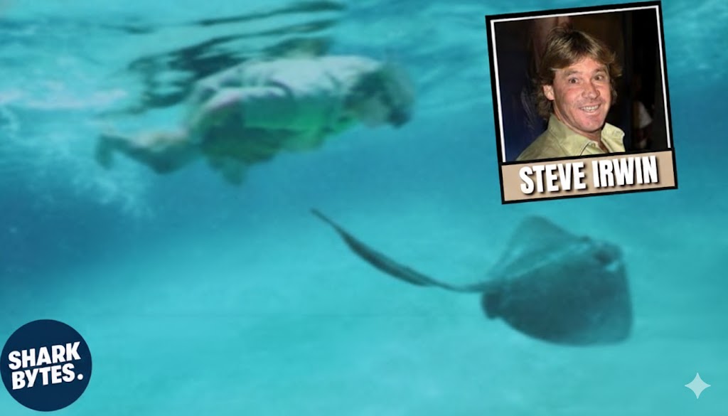 How did this stingray kill Steve Irwin