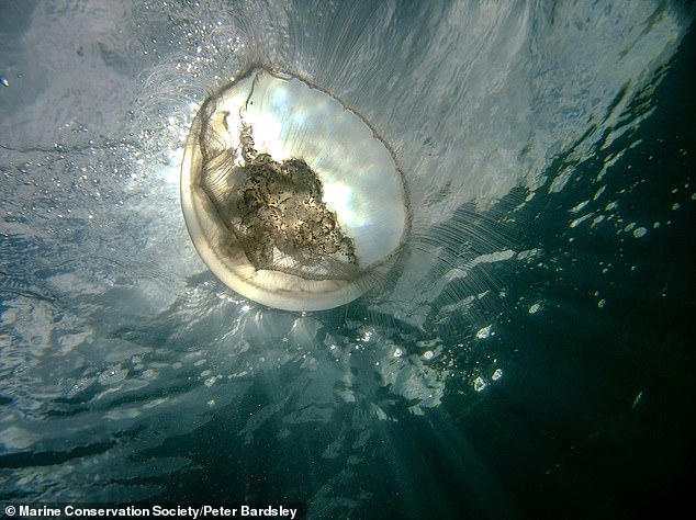 Record numbers of frilly-mouthed jellyfish flock to Britain with a 230% ...