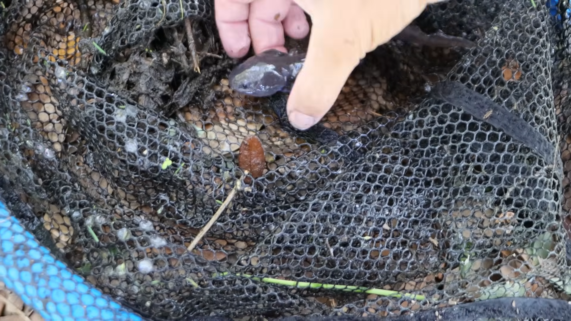 Trapping wild axolotls in alligator infested water