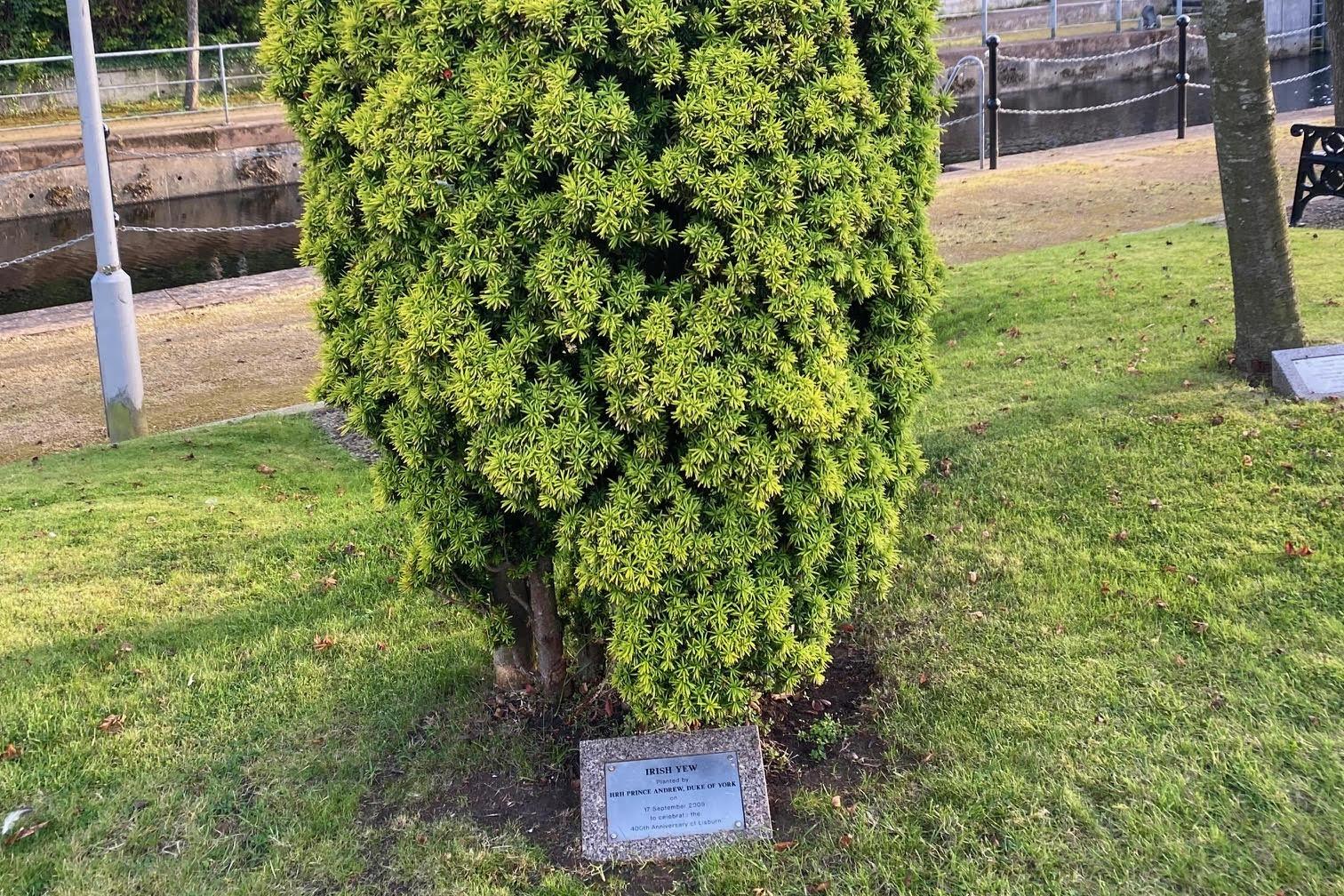 Lisburn: future of tree planted by the former Prince Andrew in the ...