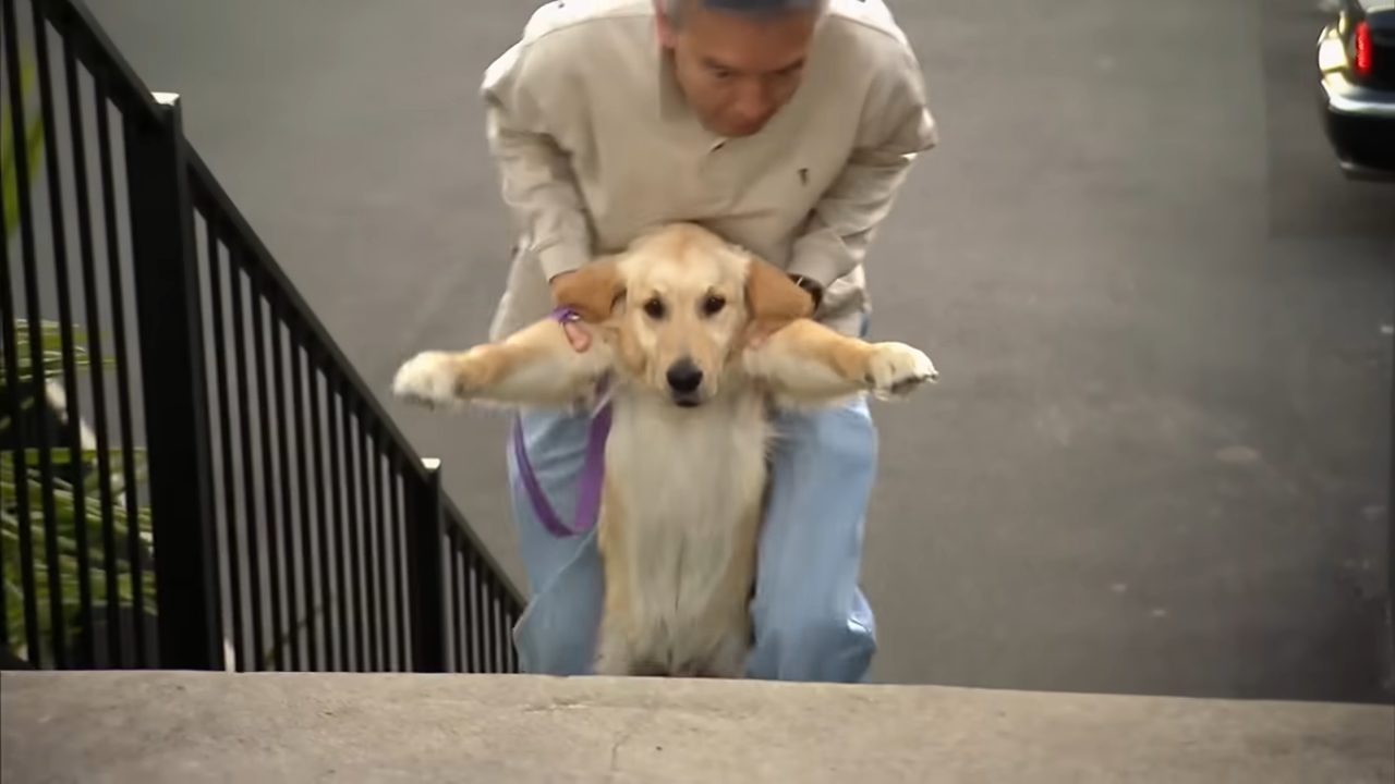 What made this puppy’s tick exposure a critical life-saving moment