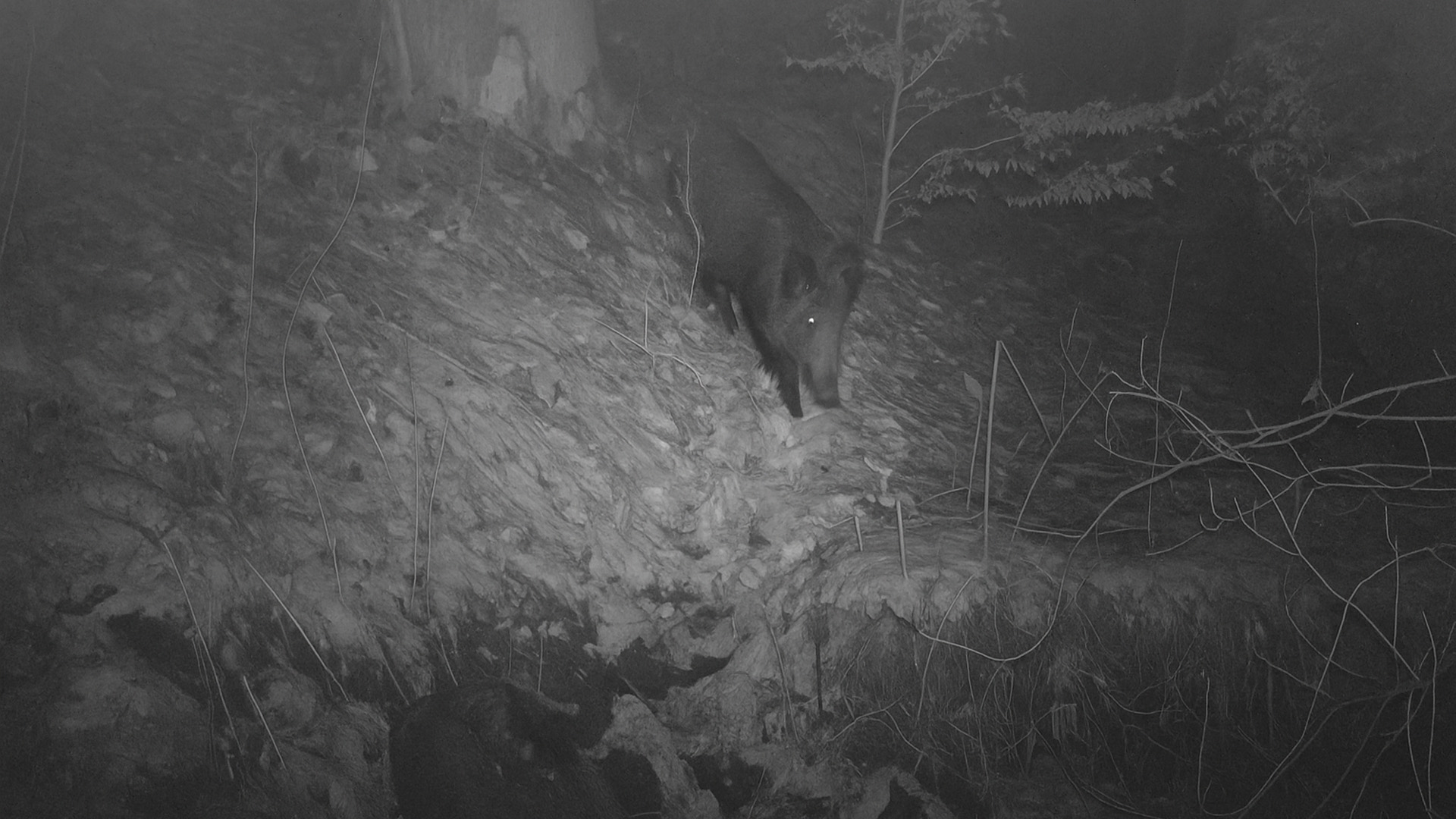 Wildkamera am Fluss – sehen Sie, was aufgenommen wurde