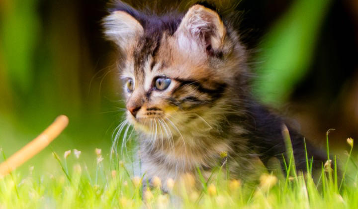 [Photos] Where Malaysia’s Past Lives On: Inside Temple Tree’s Heritage ...