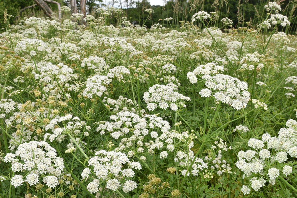 The deadly plants gardeners and foragers should know about
