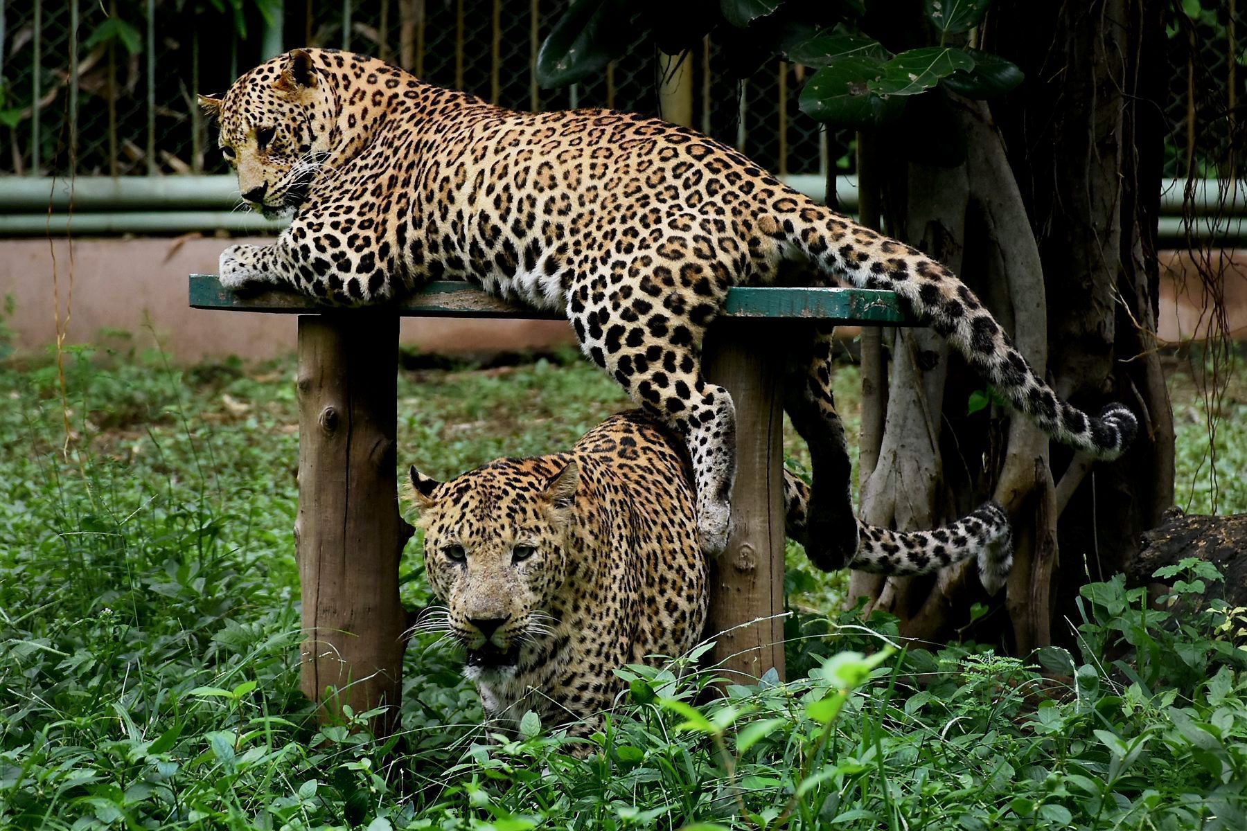 Centre clears leopard sterilisation plan in Maharashtra; project to ...
