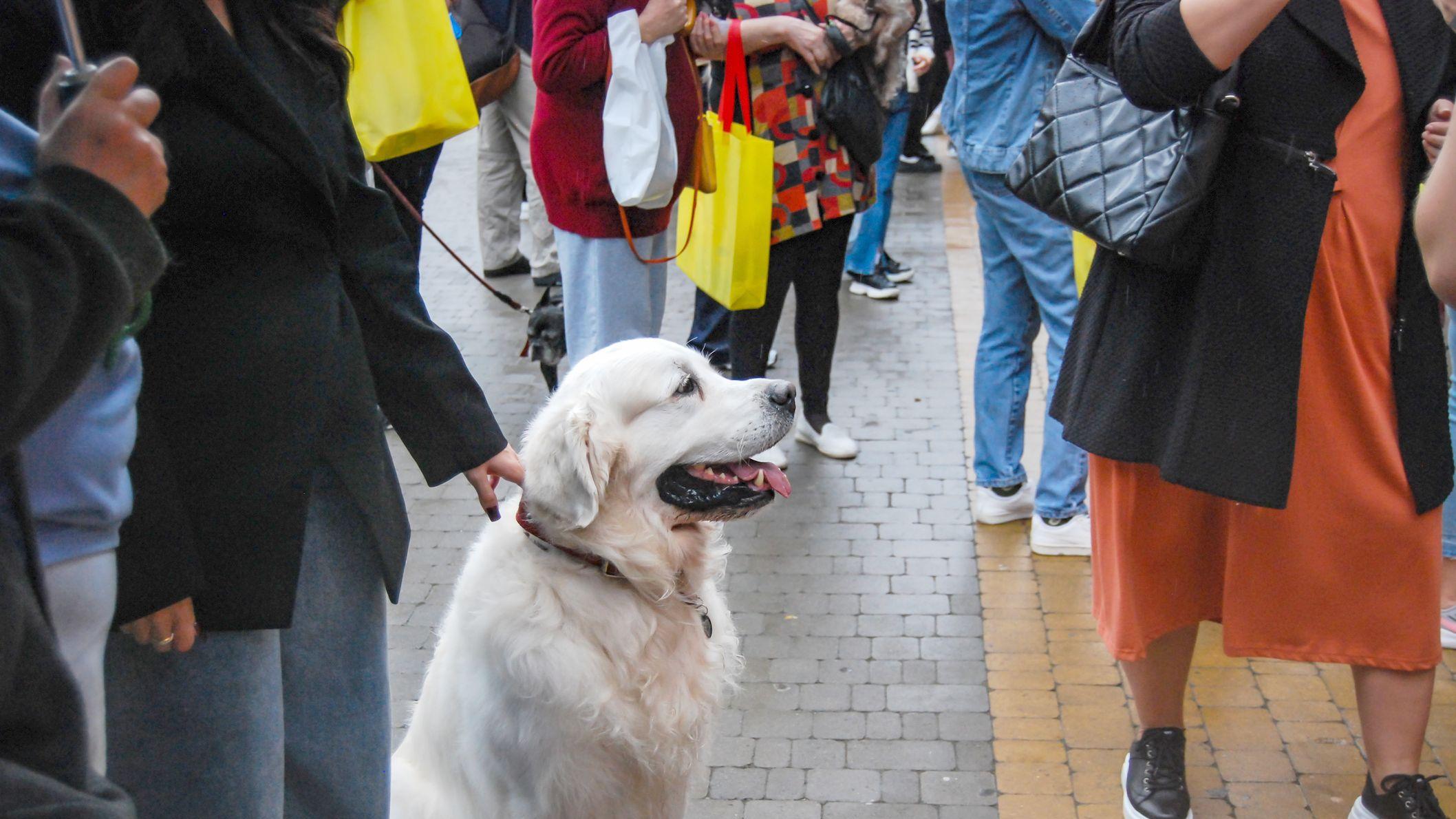 Il cane non è fatto per la folla: gli errori da non fare con lui se si ...