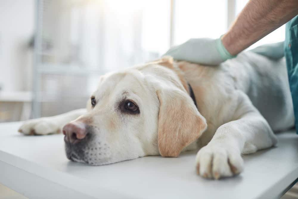 So benimmt sich ein Hund, wenn sein Ende naht