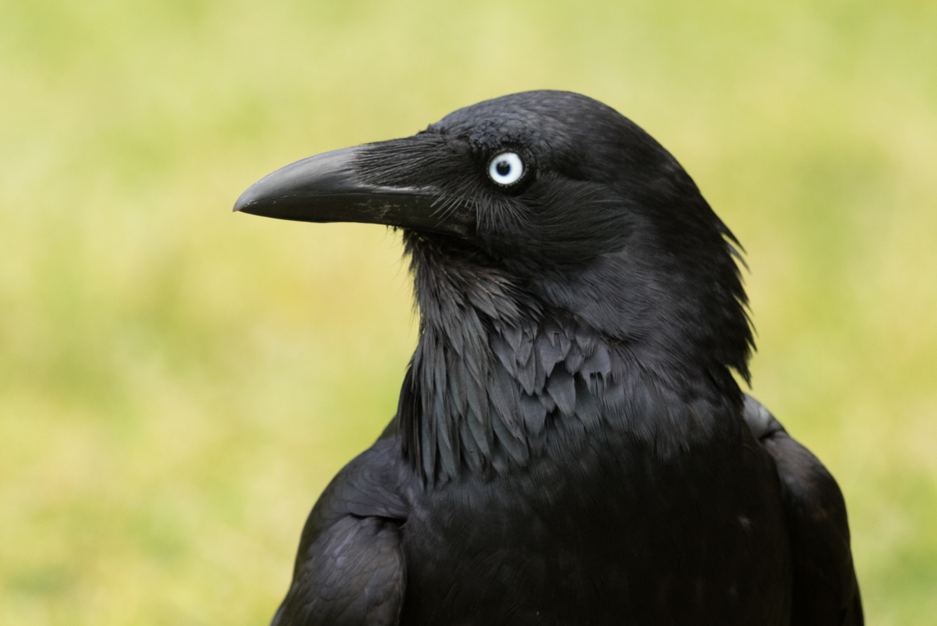 Animals that symbolize death