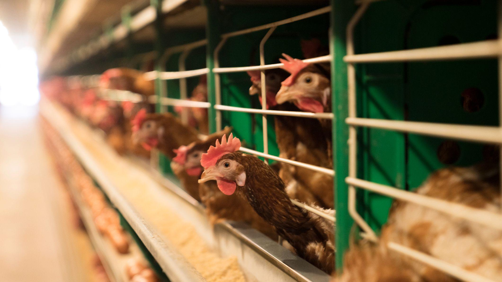 Birds culled after suspected bird flu case in County Tyrone