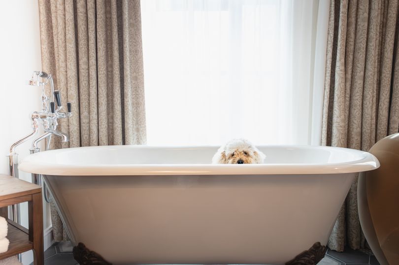 'Dog TV channel' launched to calm pooches on bonfire night