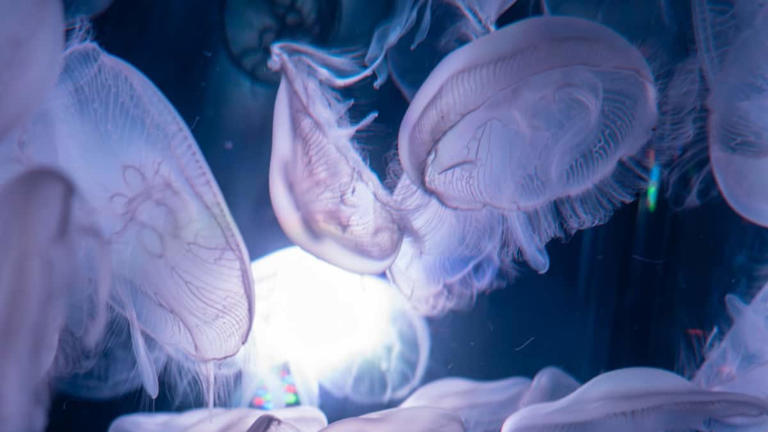 World Jellyfish Day 2025: 7 Mind-Blowing Facts About Ocean's Most ...