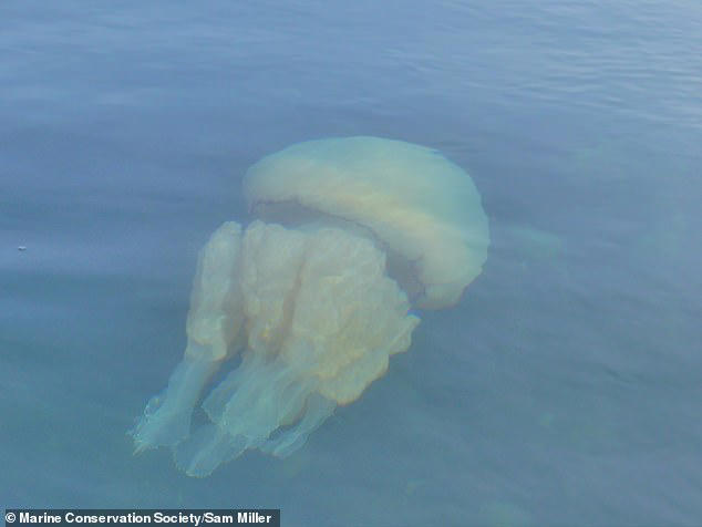 Record numbers of frilly-mouthed jellyfish flock to Britain with a 230% ...