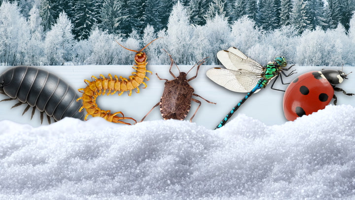 How do bugs survive Canada's harsh winters?