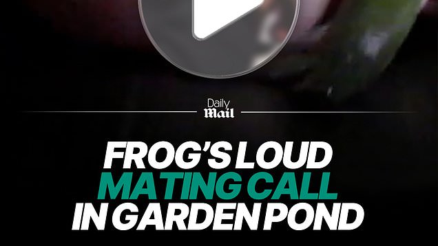 Tree frog's loud mating call in garden pond
