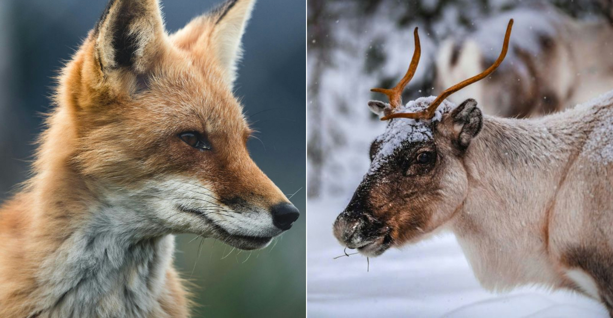 10 Animal Species You Didn’t Know Are Native To Canada