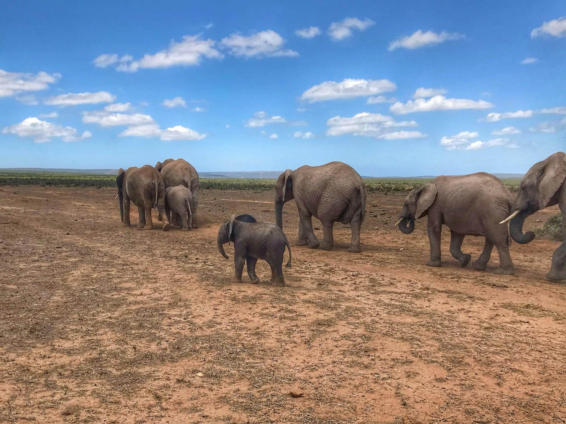 18 most illegally traded animals in the world