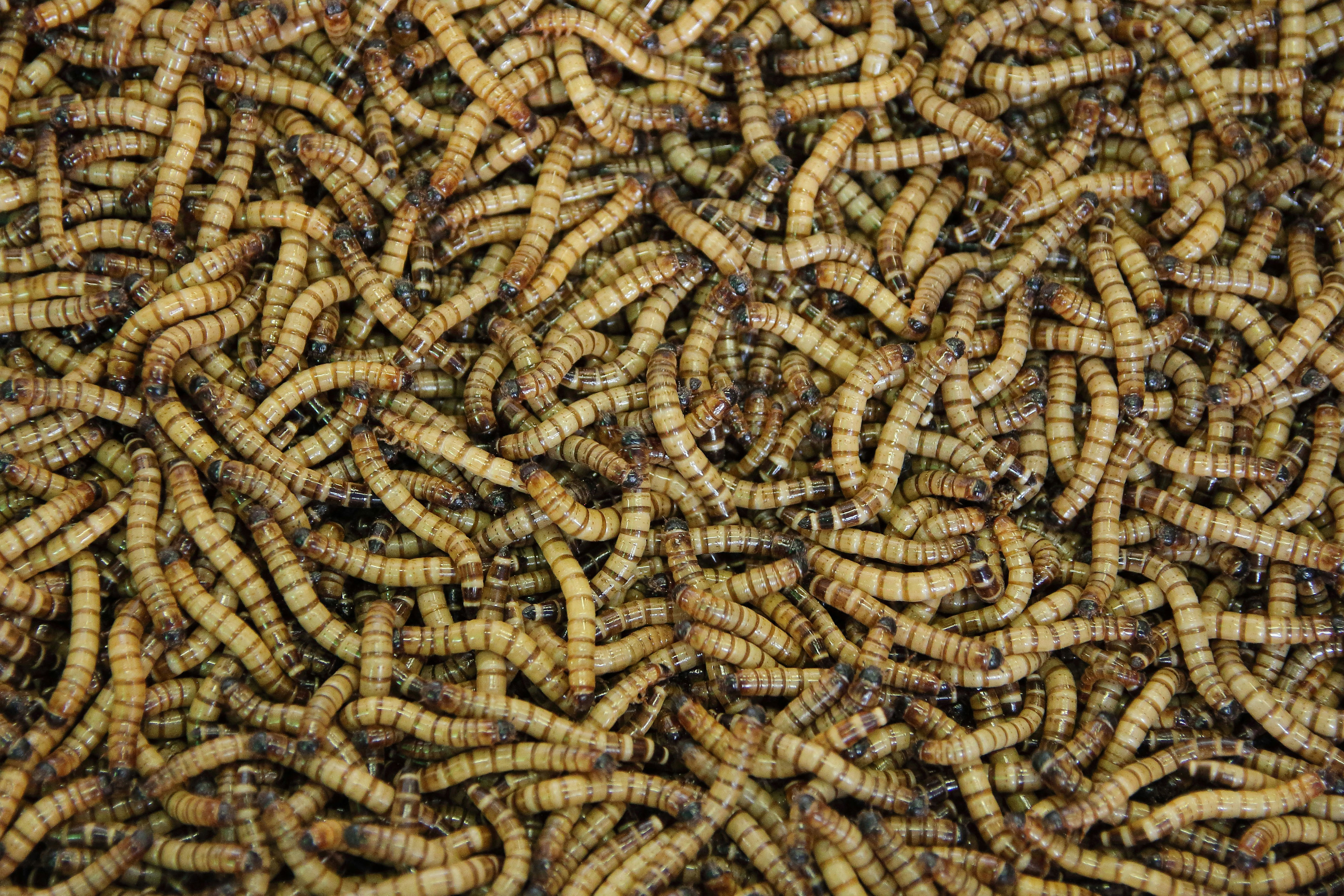 Verdict in on plans to build homes on the site of a Lancashire maggot farm