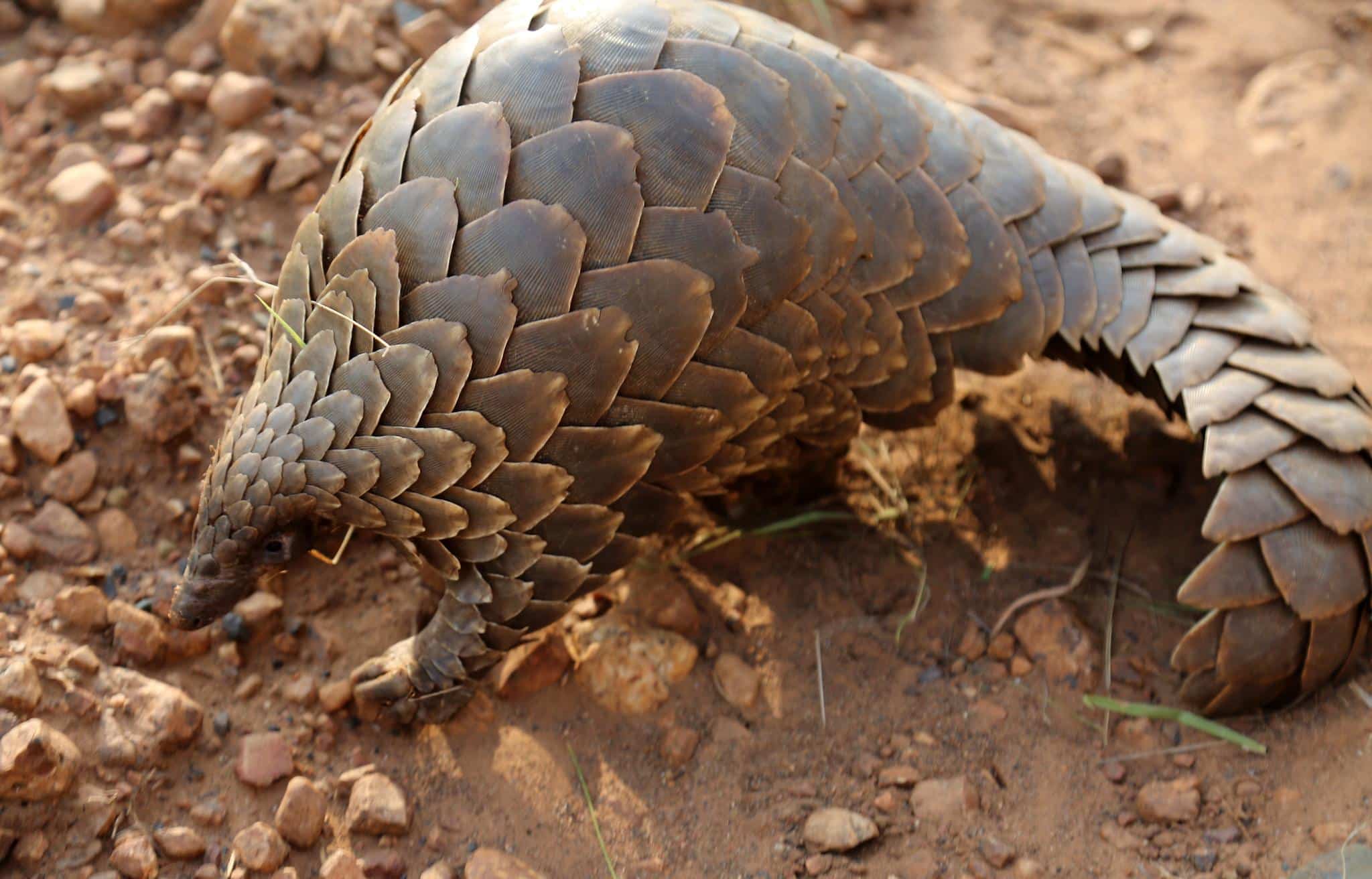 18 most illegally traded animals in the world