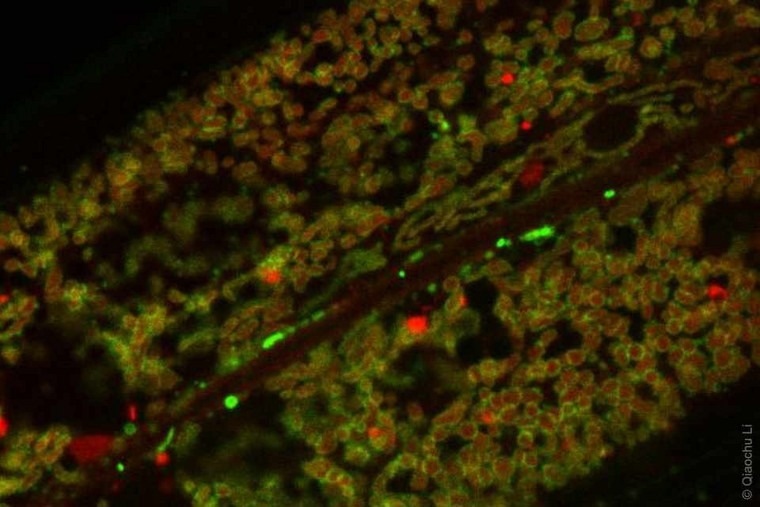 How Leucine Boosts Cellular Energy Production