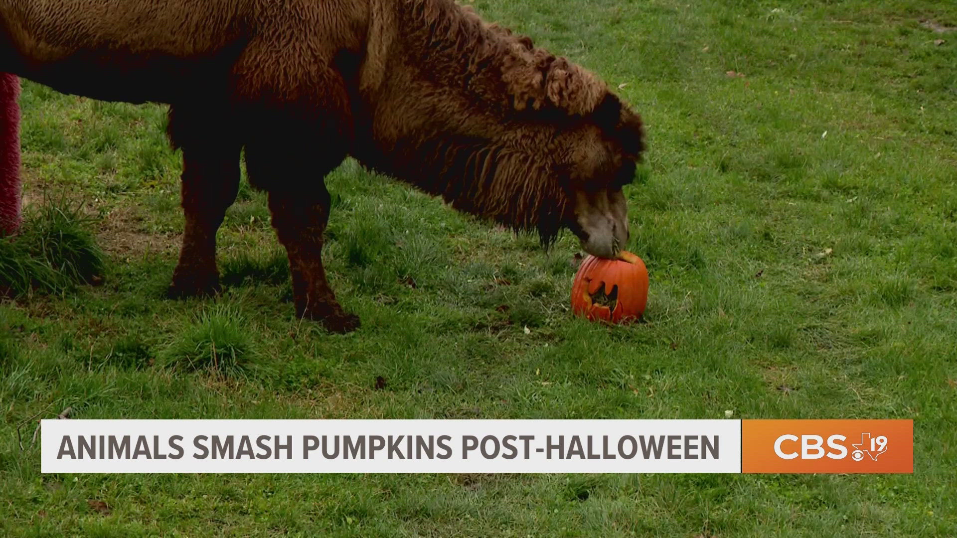 Animals smash pumpkins post-Halloween