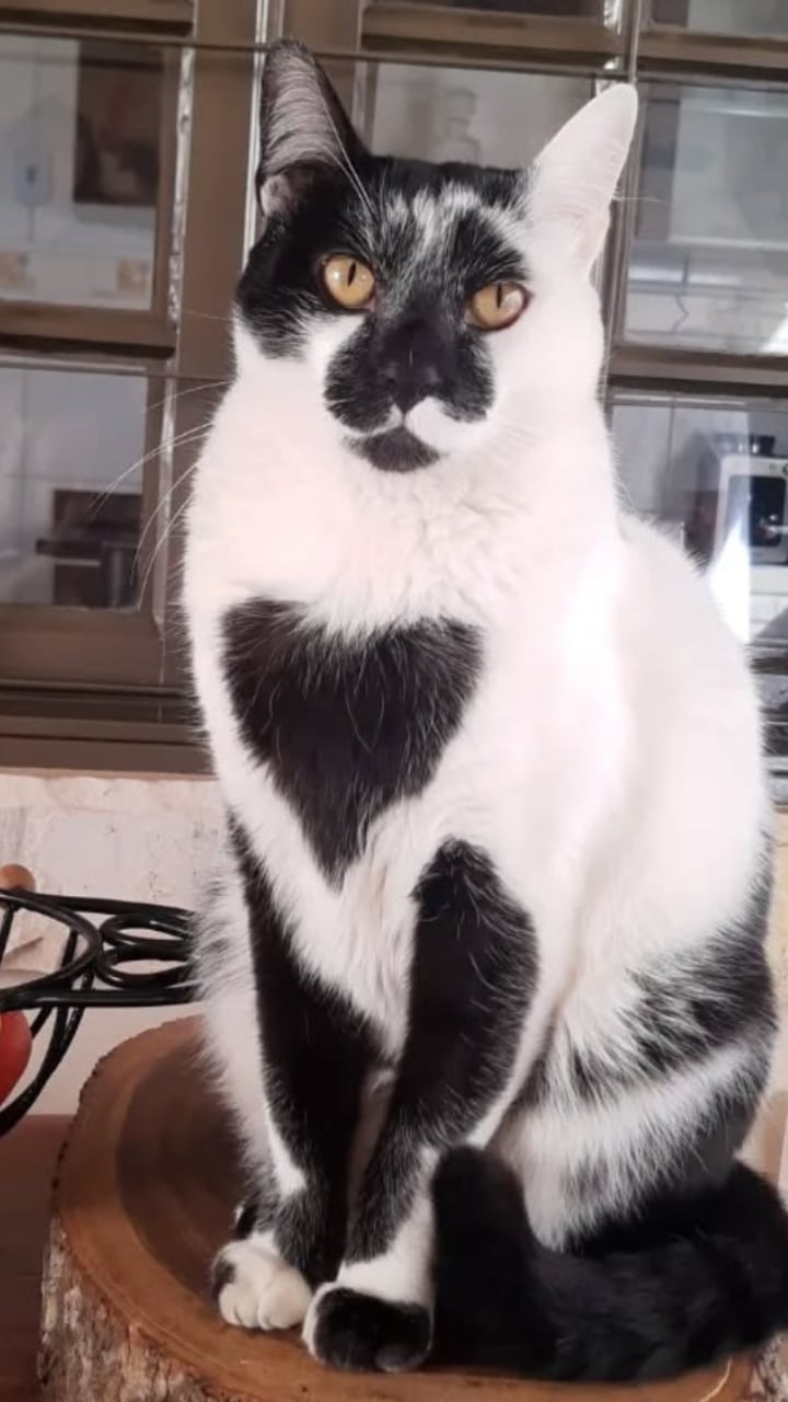 Gato Eleito Mais Bonito Do Brasil Tem Mancha Em Formato De Coração