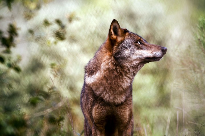 ICNF registou desde 25 de julho 22 ataques de lobos que mataram 113 ...