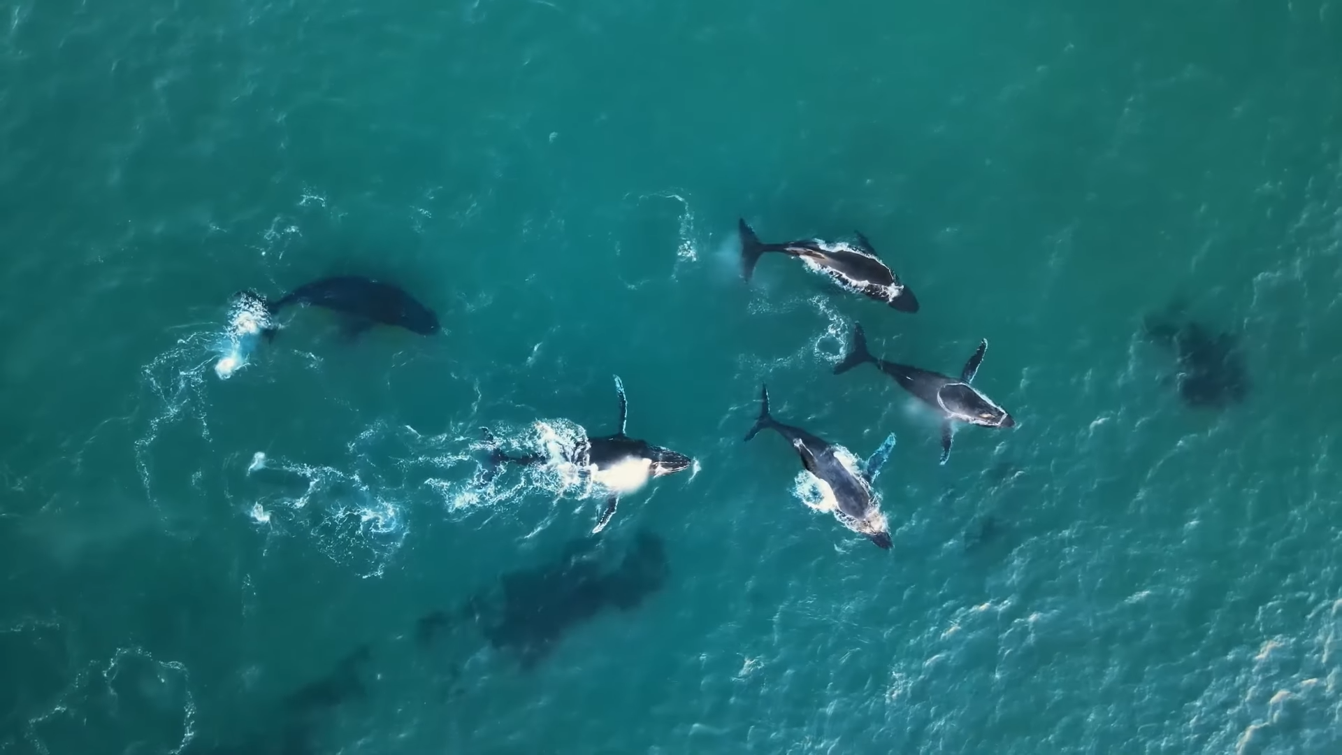 The Largest Whales Ever Known: Earth’s Ocean Titans Revealed