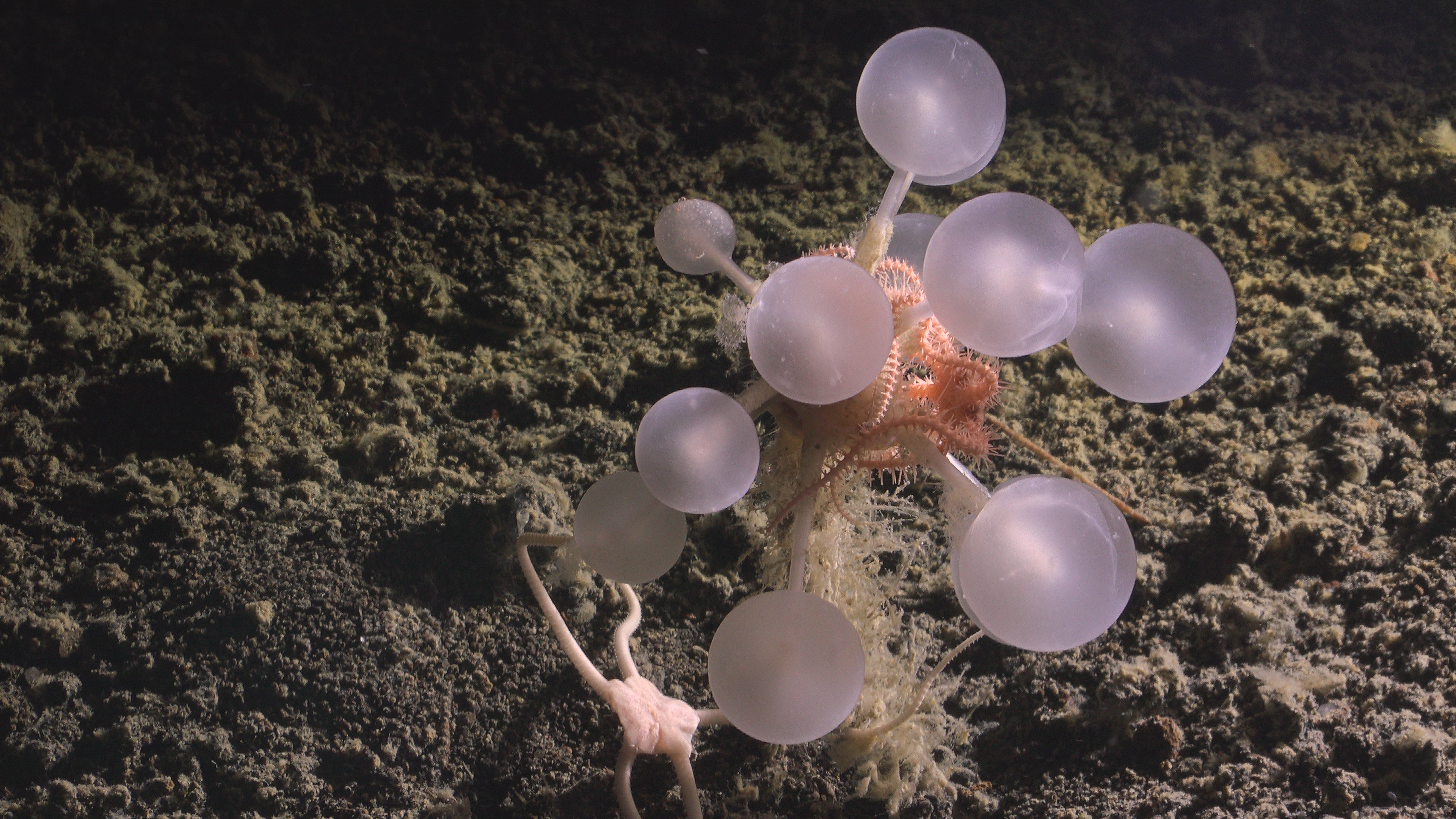 Researchers Discover “Death Ball” Sponge and Dozens of Other Bizarre ...
