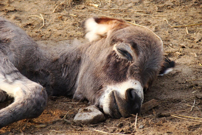 Milk Drunk’ Baby Donkey Is Absolutely Too Cute for Words
