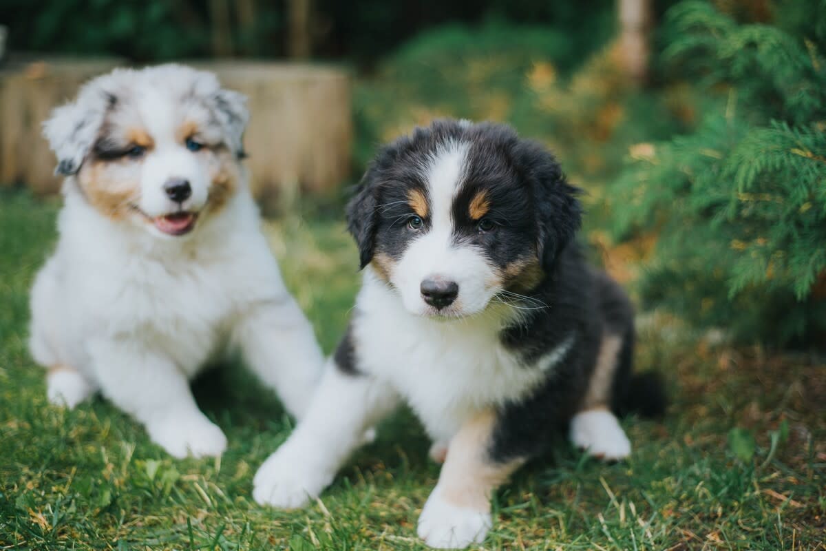 Australian Shepherd Puppies Discovering the ‘Big Kid Play Yard’ Are ...