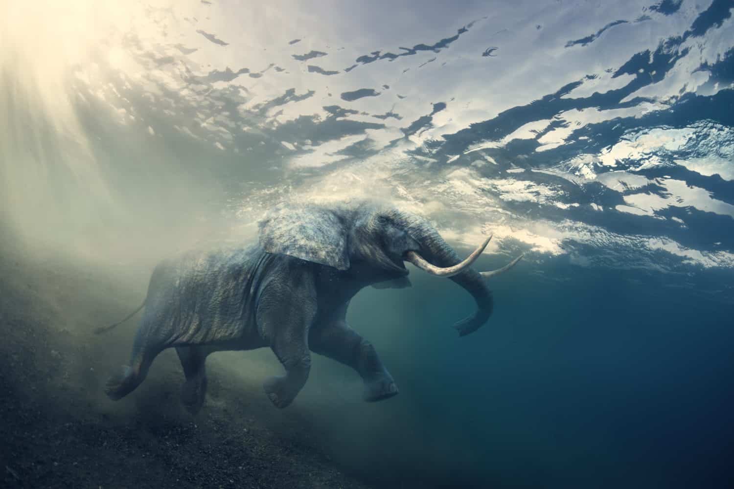 from-forest-to-sea-animals-you-didn-t-know-could-swim