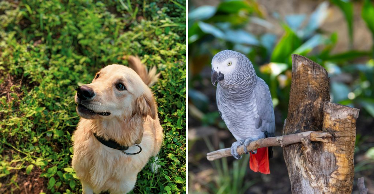 10 Of The Smartest Pets Ranked By Intelligence And Trainability