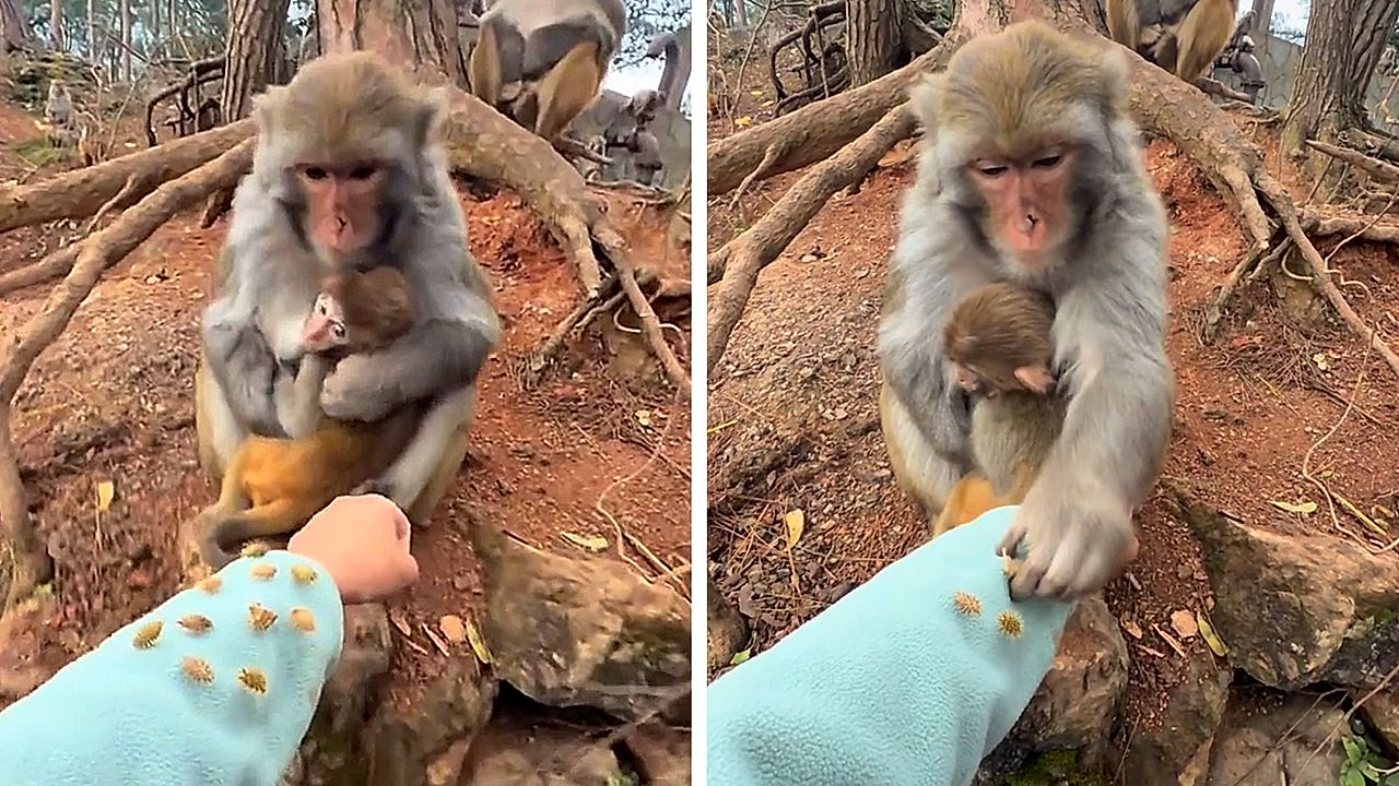 Un mono ayuda a una mujer a quitarse las espinas del brazo