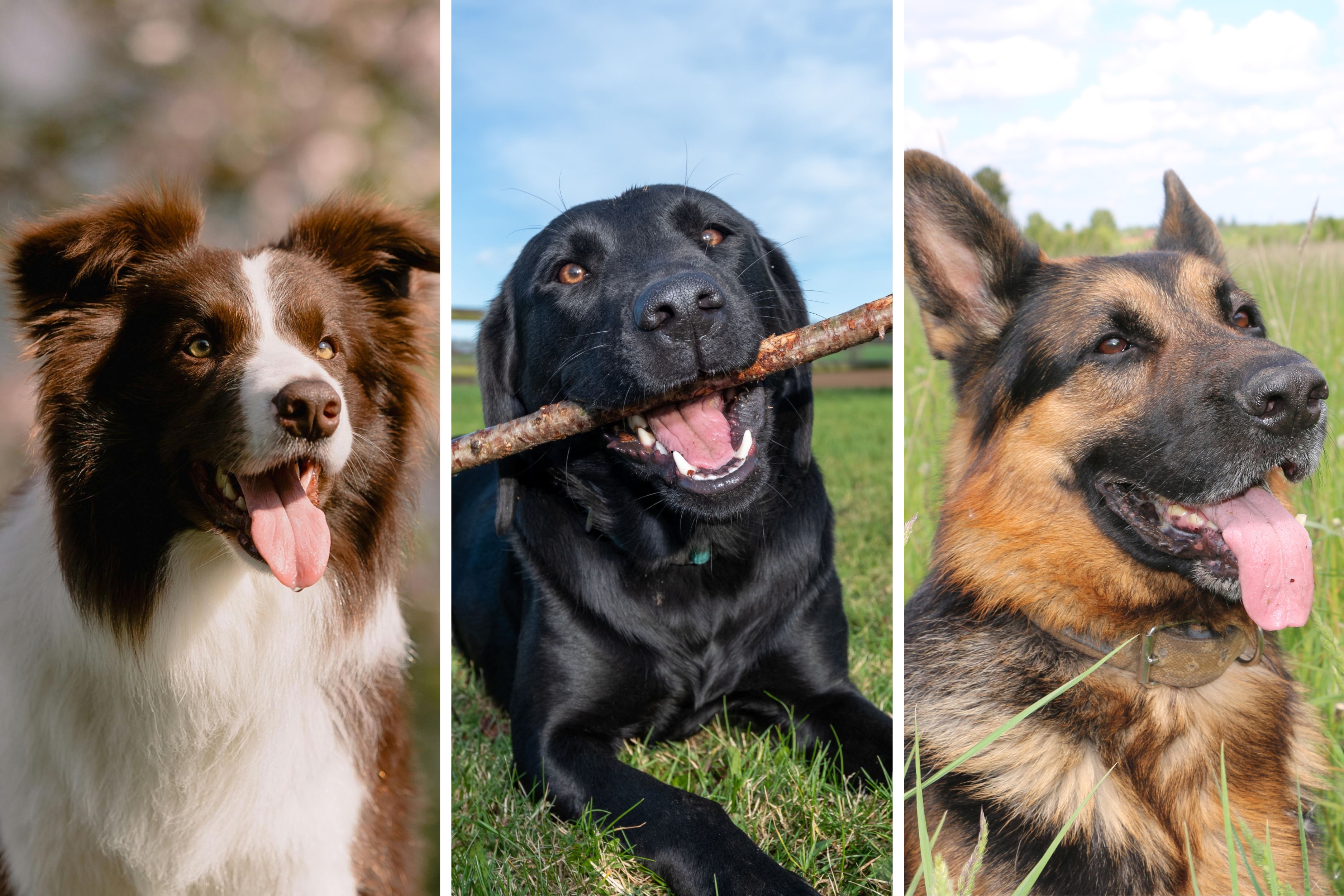 Most Loved Dogs 2025: Here are the 12 breeds of adorable dogs that ...