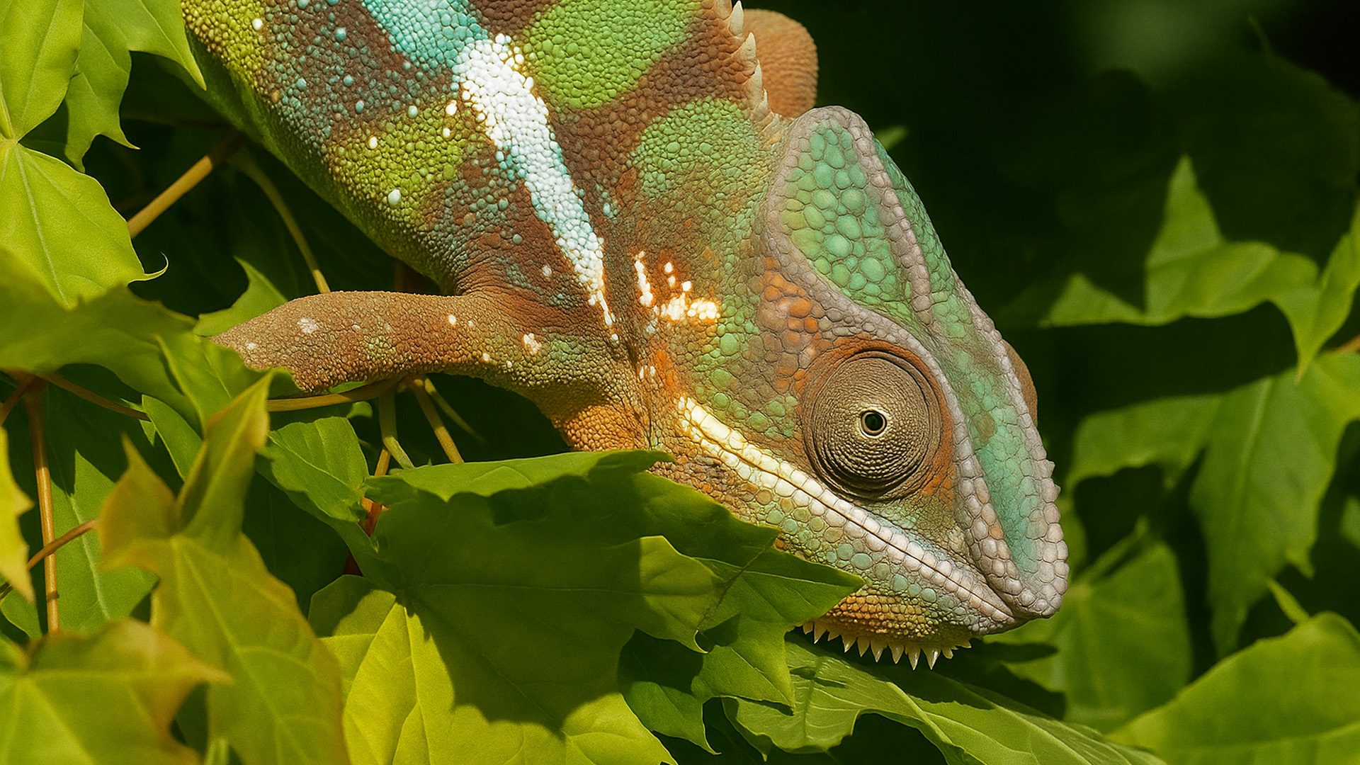 Où est le caméléon ? Juste là