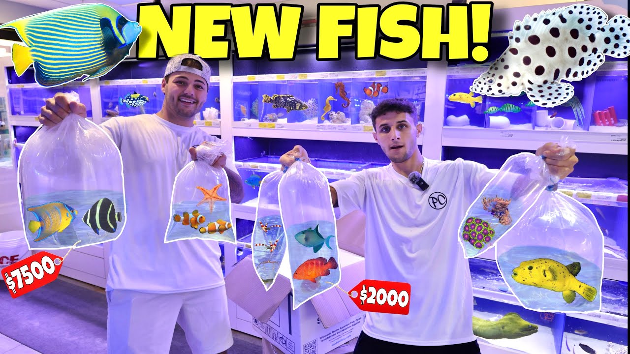 Fish shopping spree for my saltwater aquarium!