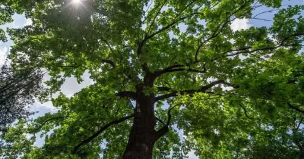 The Hitler oaks – some of the few such trees left in world are national ...