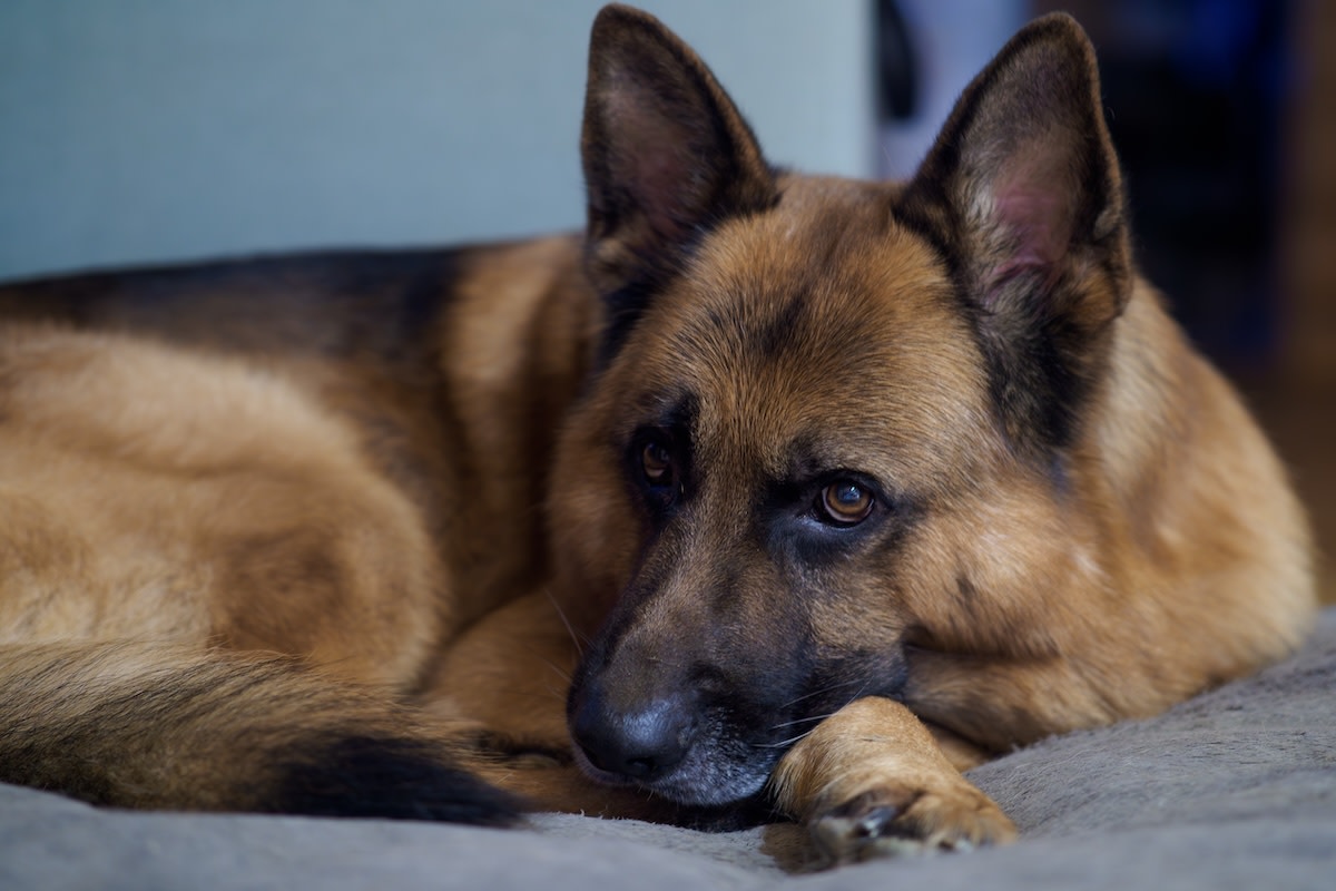 German Shepherd’s Deli-Style Spa Day Comes With Super Funny Face Mask.