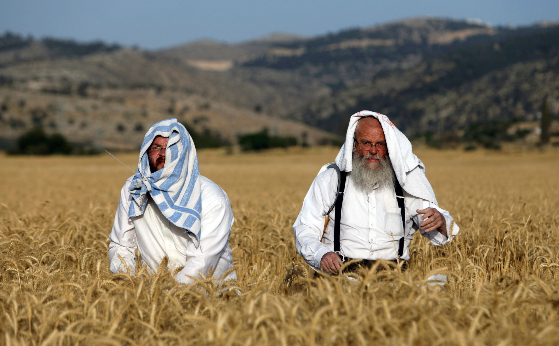 What are the seven species of Israel?