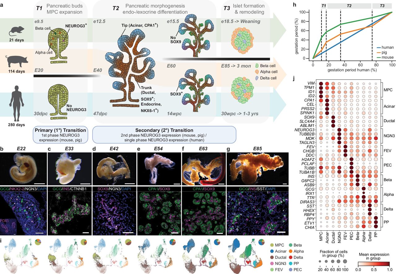 Evolutionary comparison points to pigs as superior models for human ...