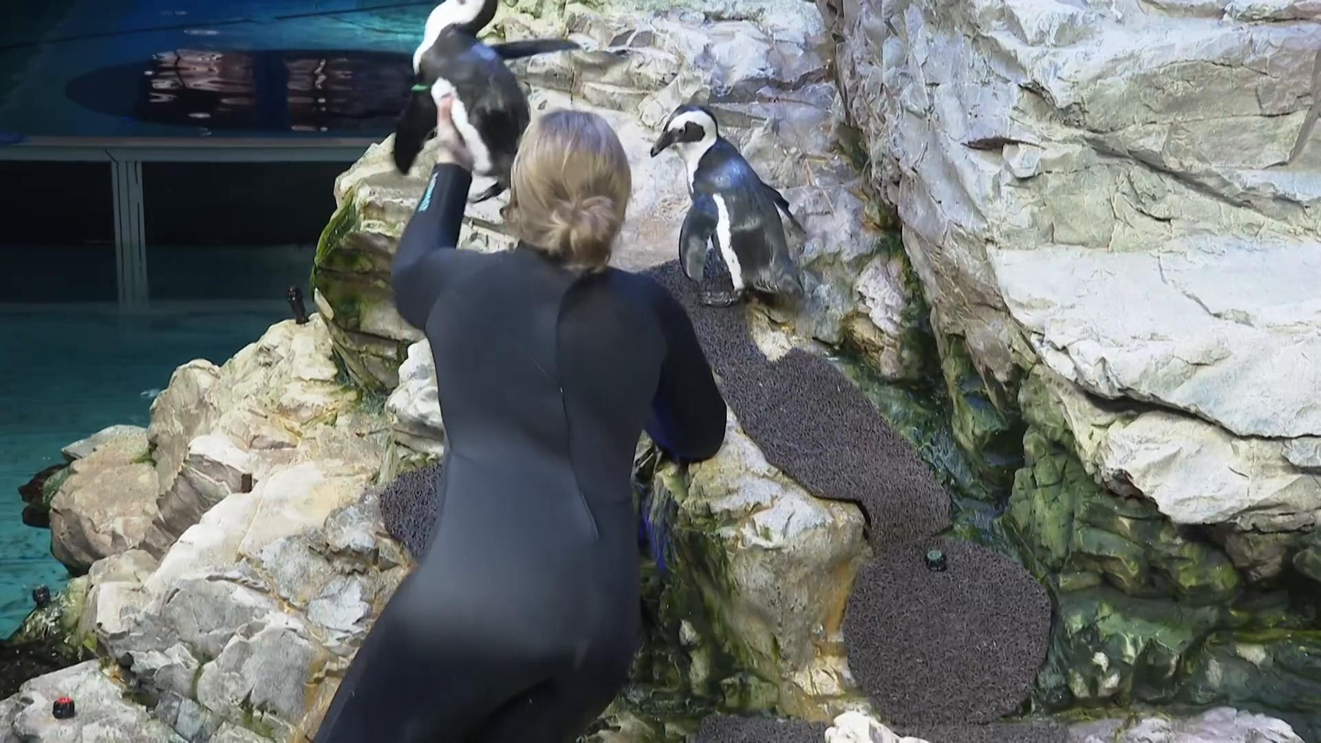 New England Aquarium builds geriatric island for aging penguins to live ...
