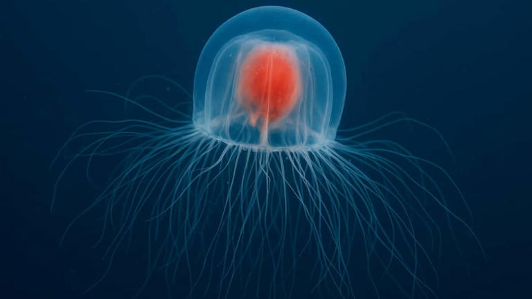 World Jellyfish Day 2025: 7 Mind-Blowing Facts About Ocean's Most ...