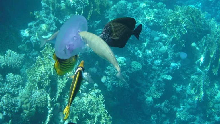 World Jellyfish Day 2025: 7 Mind-Blowing Facts About Ocean's Most ...