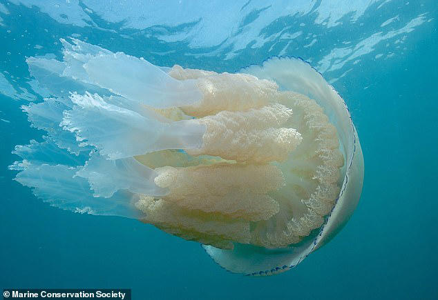 Record numbers of frilly-mouthed jellyfish flock to Britain with a 230% ...