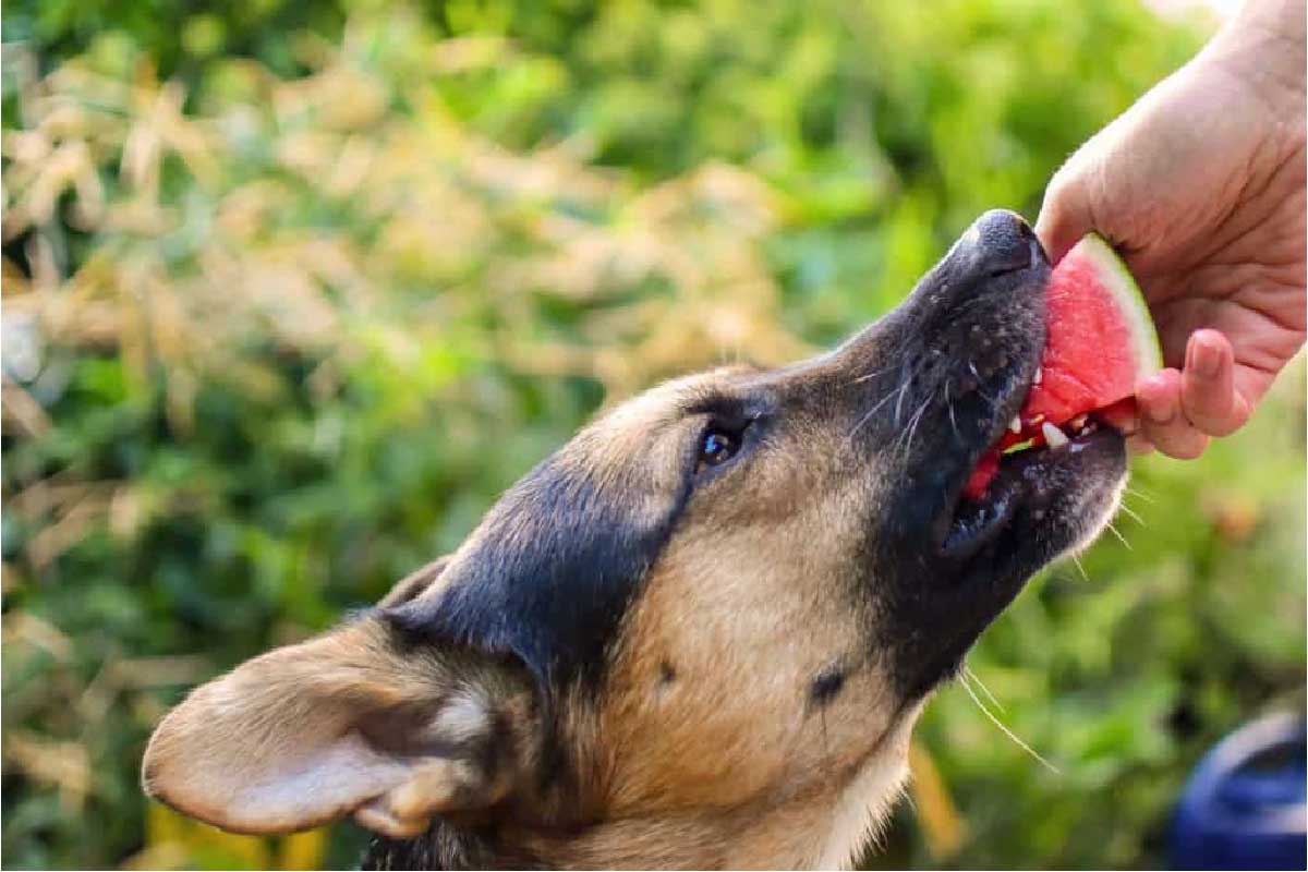 9 Nutritious Human Foods That Are Safe for Dogs
