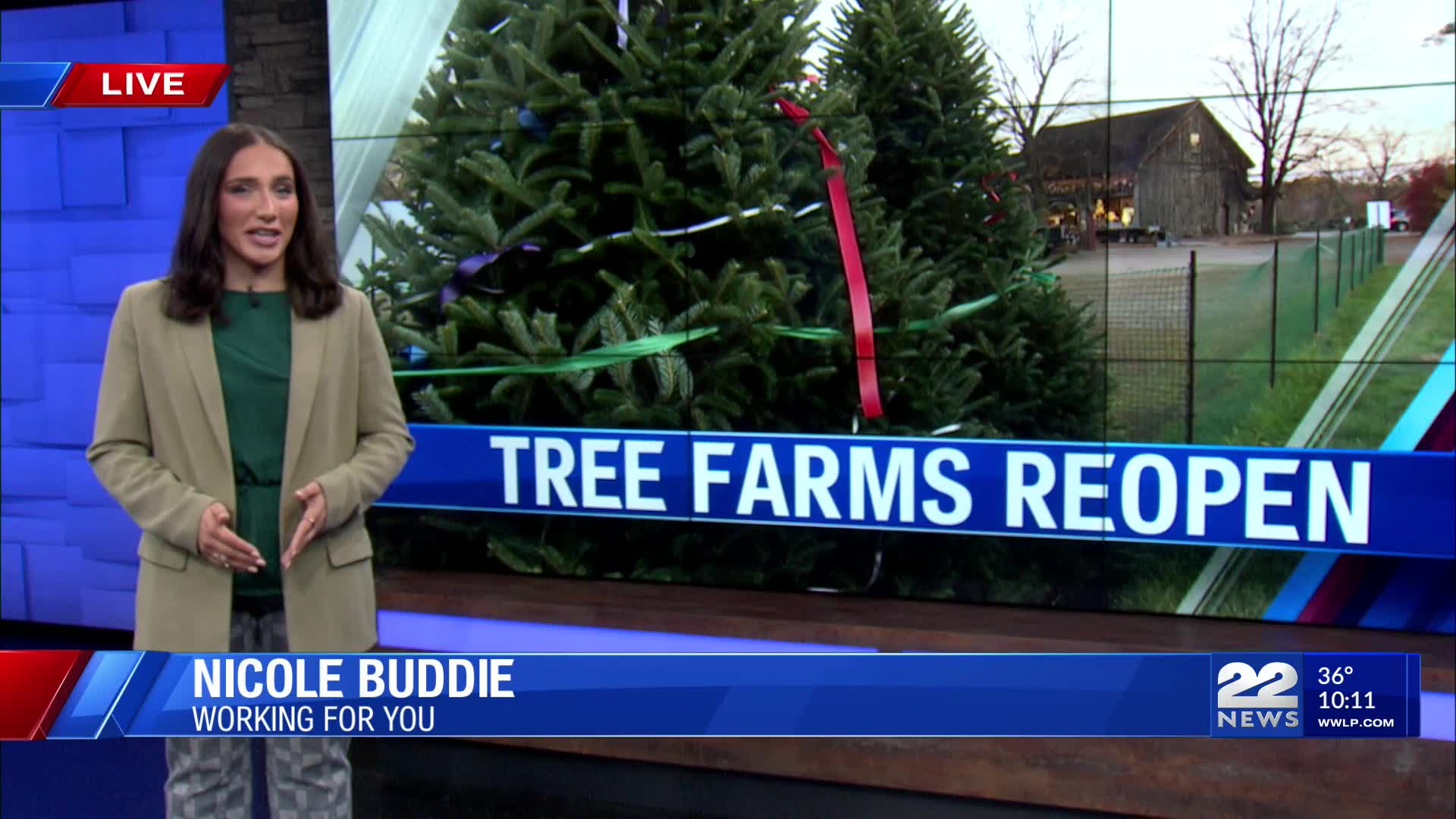 Early Christmas tree tagging kicks off the holiday season