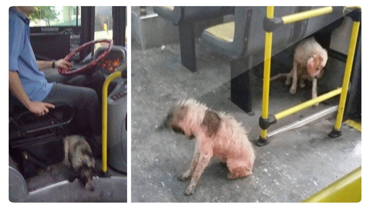 Bus Driver Defies Rules to Shelter Shivering Dogs From the Rain