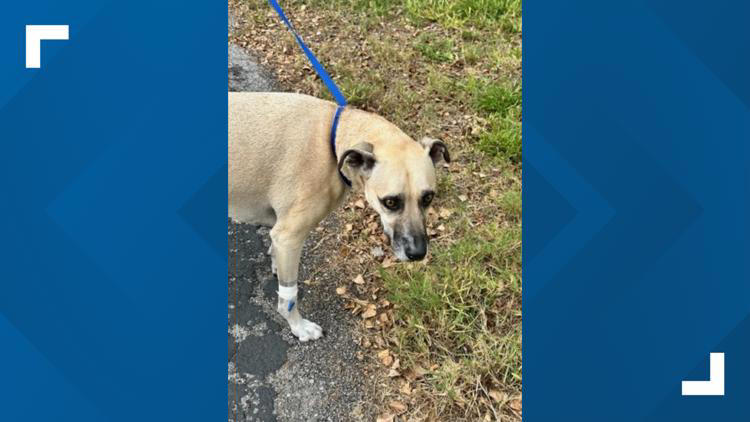 Clearwater first responders rescue dog from house fire