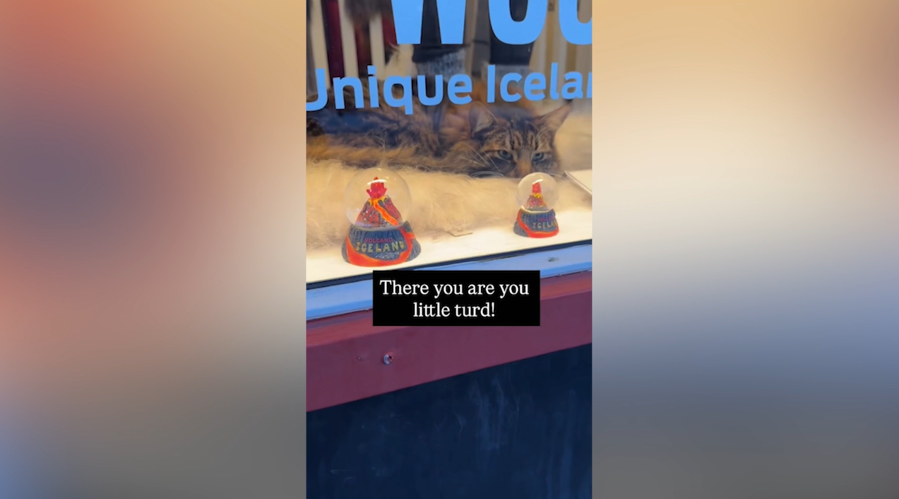 Owner Gets Call About Cat, Has To Go And Get Him From A Locked Store