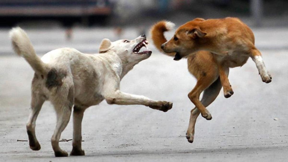 Rabid dog attack in Karnataka injures over 10 people, including ...